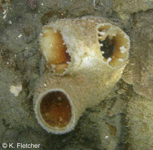 Aberrations-Mutations-Twins